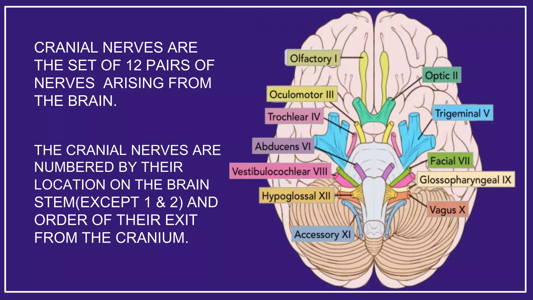 Cranial nerves | PPTX