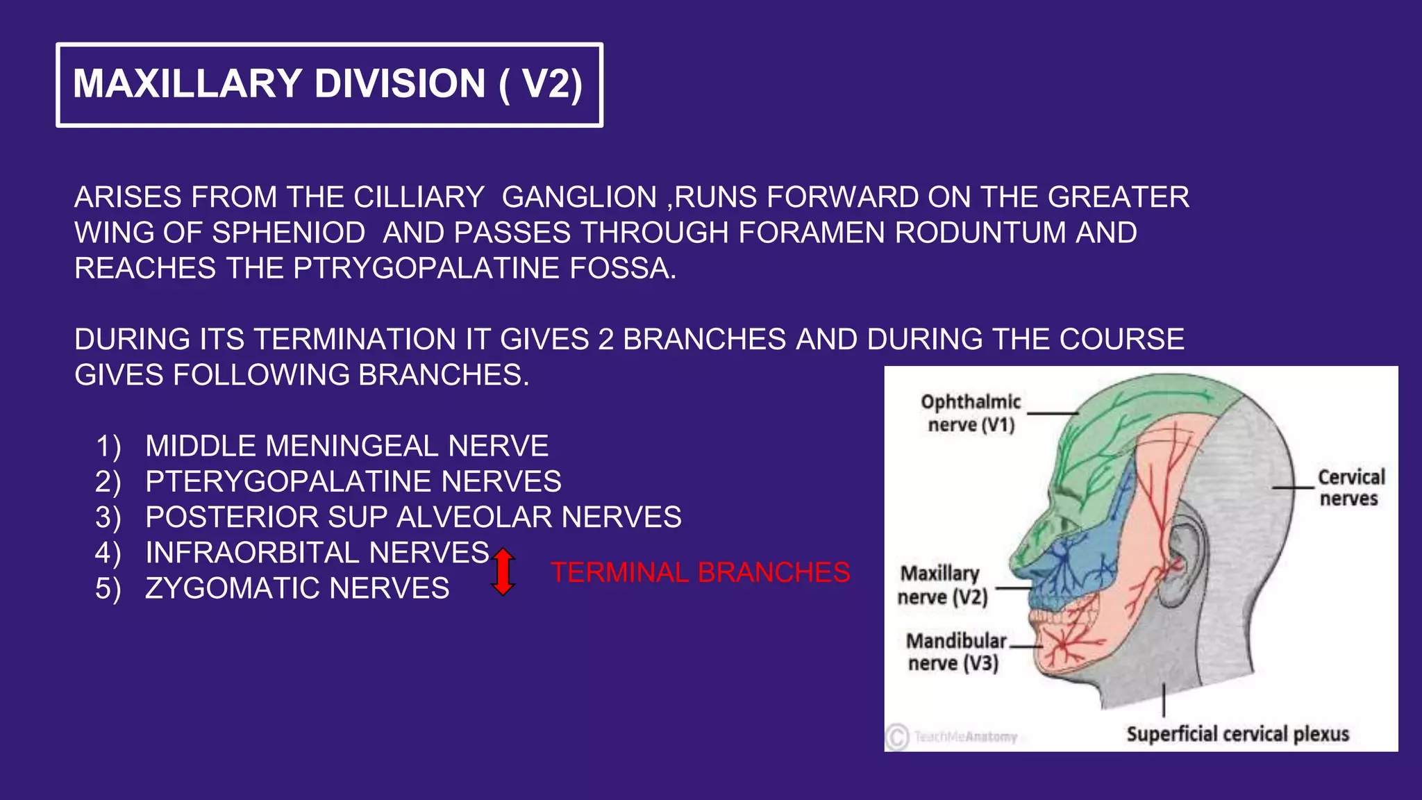 Cranial nerves | PPTX