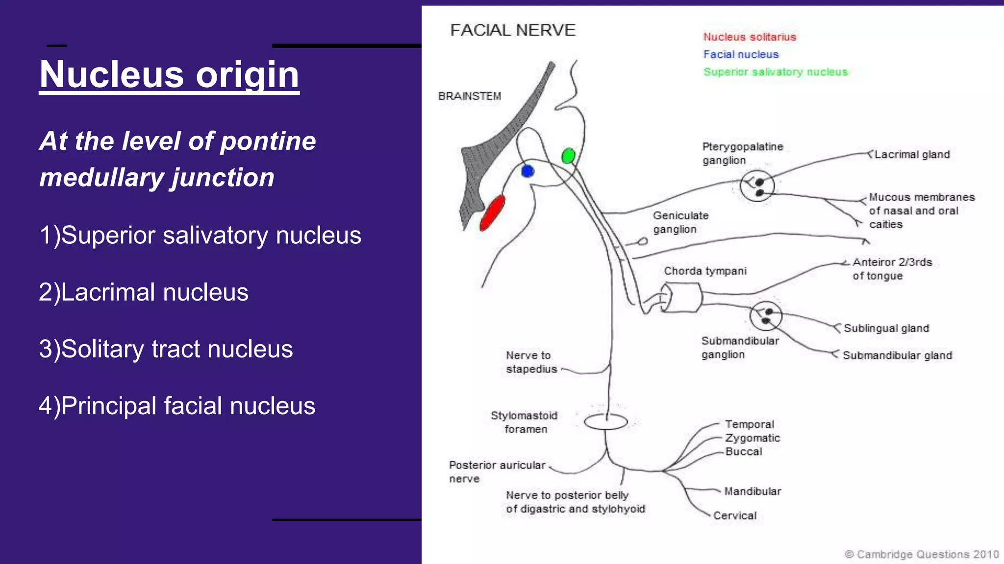 Cranial nerves | PPTX