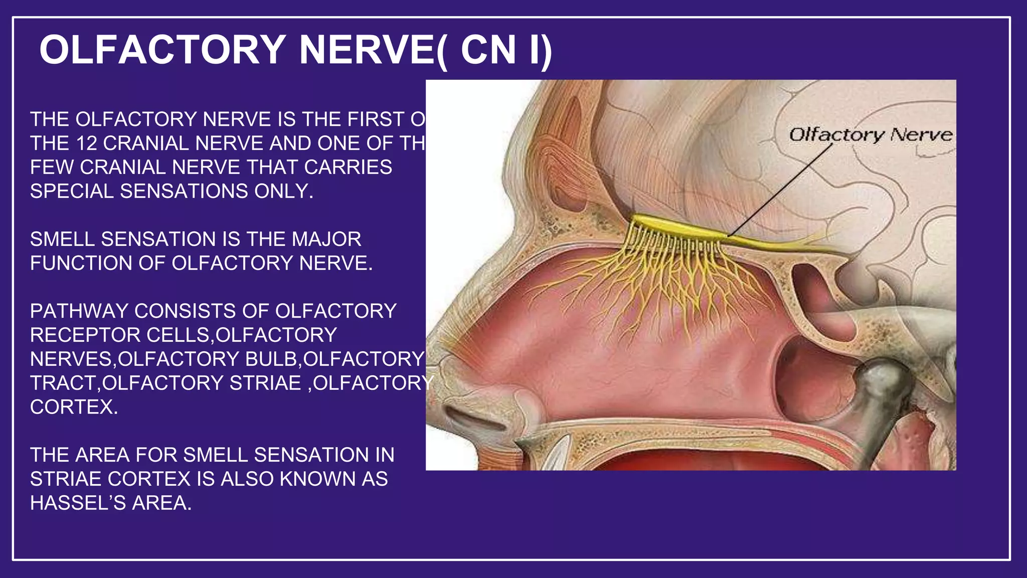 Cranial nerves | PPTX