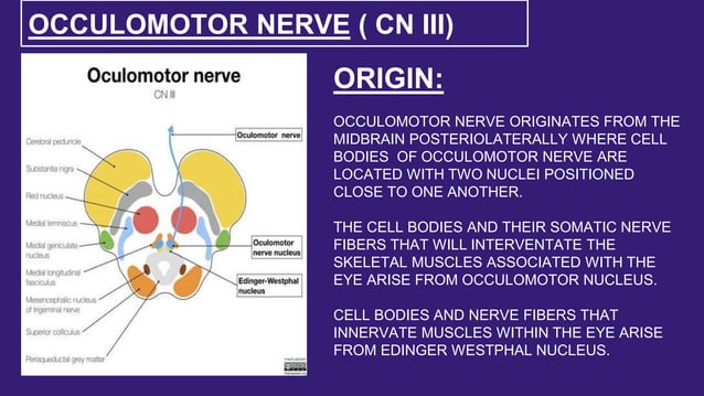 Cranial nerves | PPT
