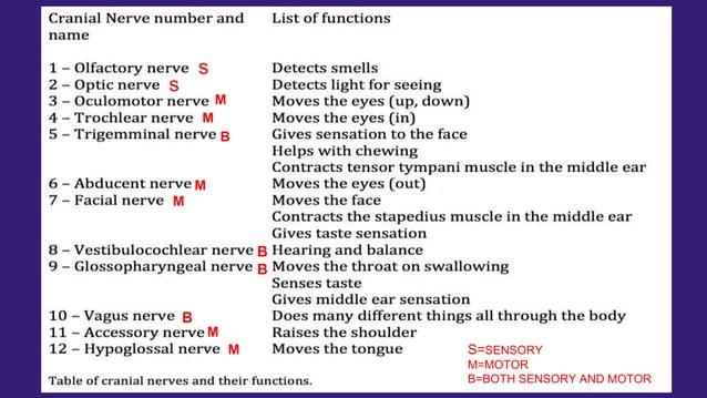 Cranial nerves | PPT