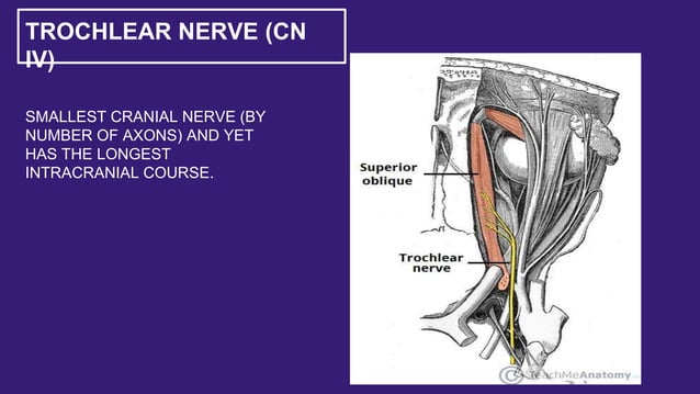 Cranial nerves | PPT