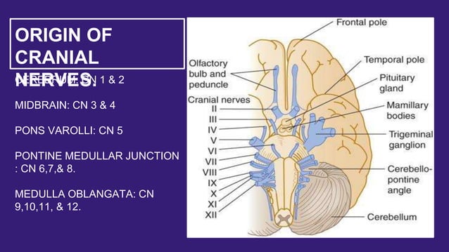Cranial nerves | PPT