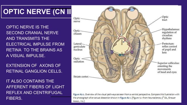 Cranial nerves | PPT