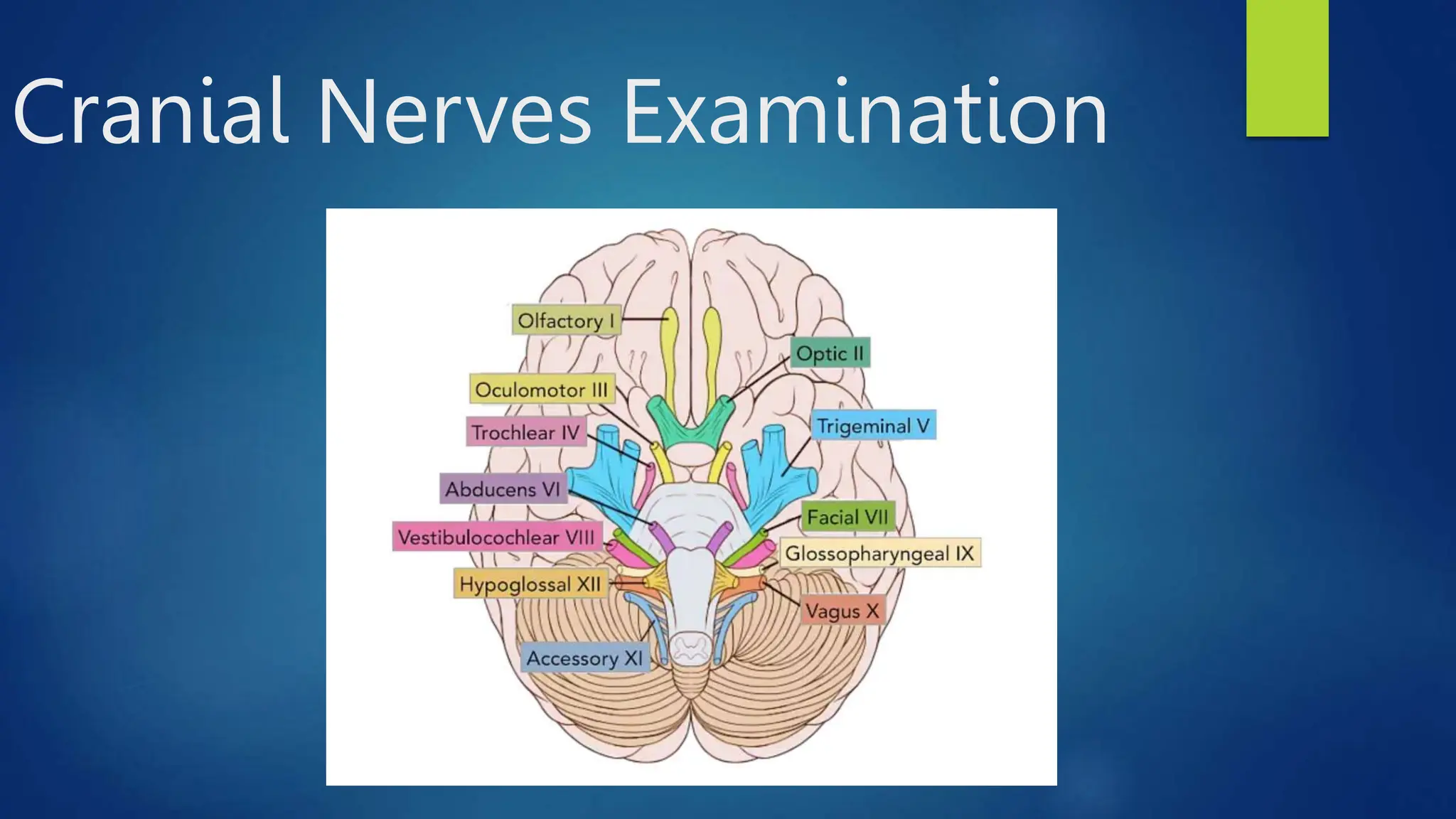 cranial nerves and their examination ppt | PPTX