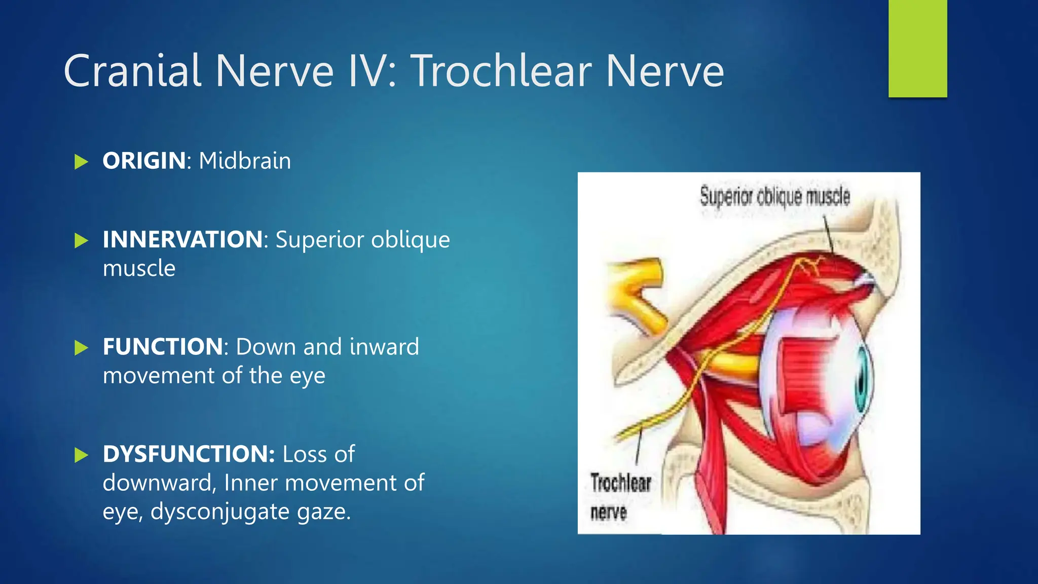 cranial nerves and their examination ppt | PPTX