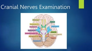 cranial nerves and their examination ppt | PPT