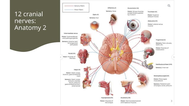 Cranial Nerves_DTherapy.pptx read this . | PPT