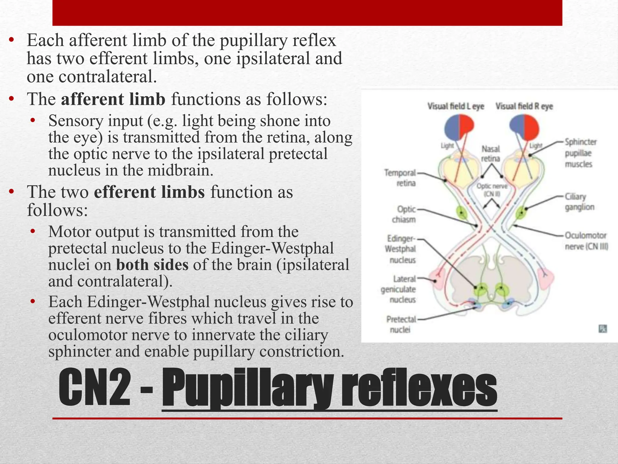 Cranial_Nerves_examination Cranial nerve examination frequently appears ...
