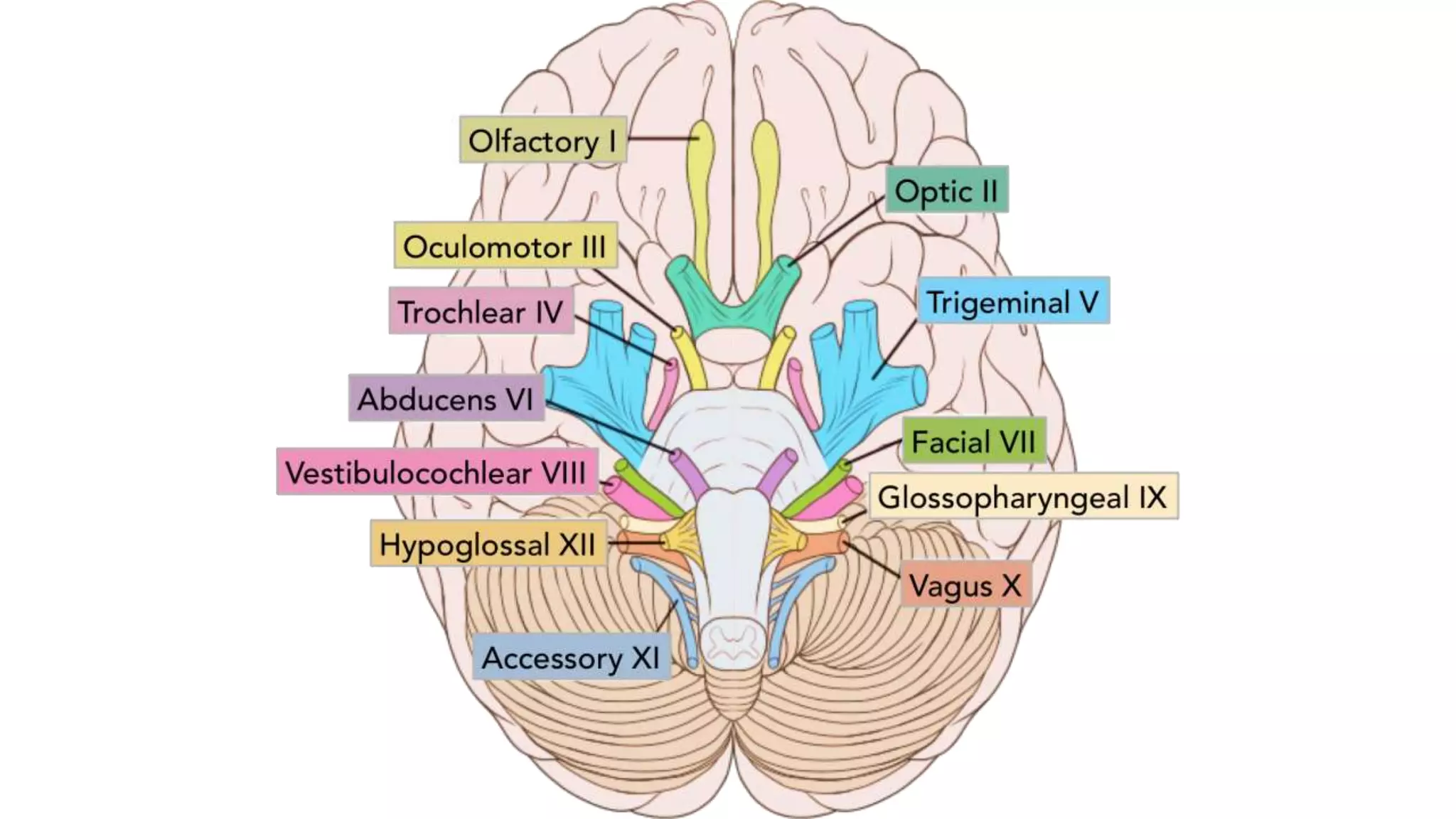 Cranial Nerves IX, X, XI.pptx