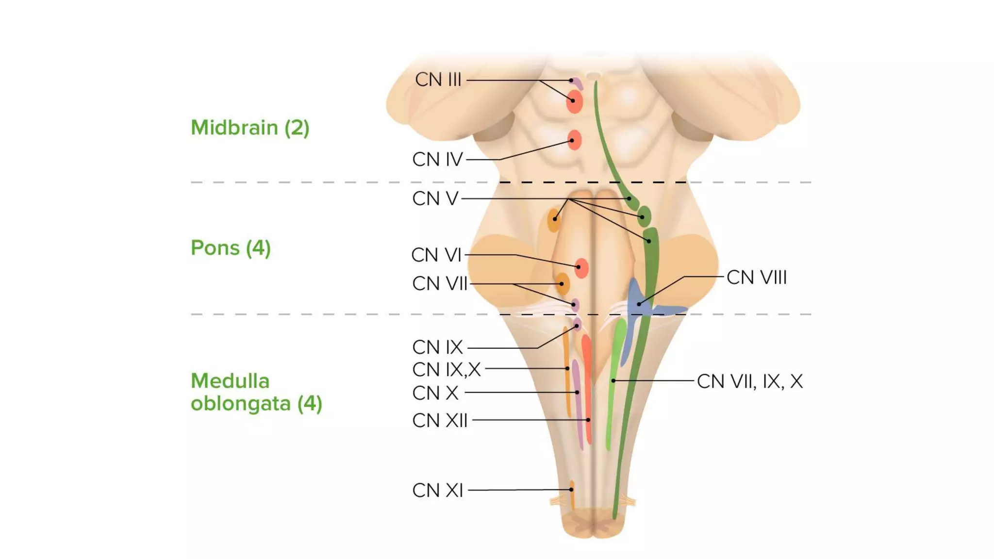 Cranial Nerves IX, X, XI.pptx