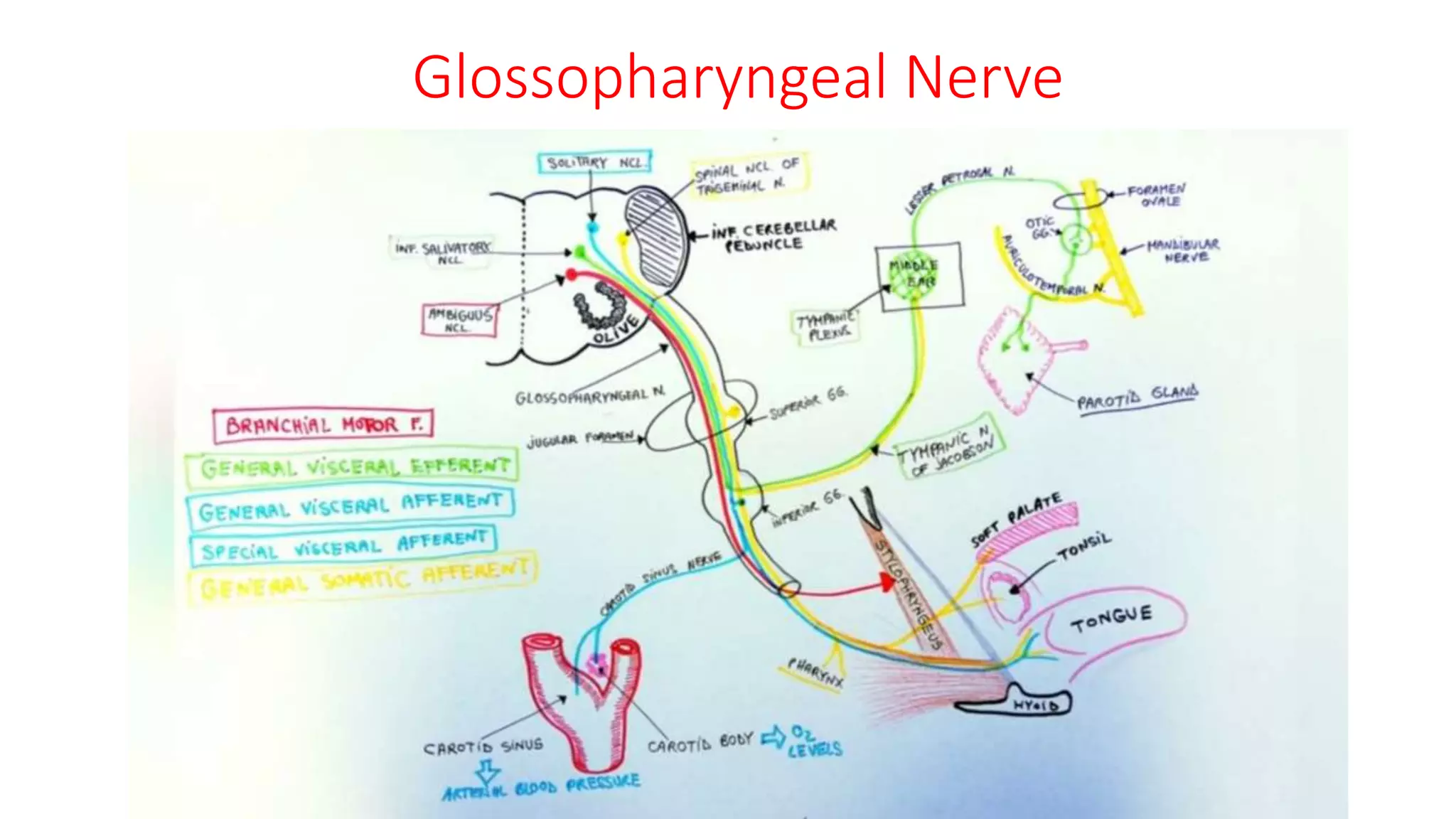 Cranial Nerves IX, X, XI.pptx