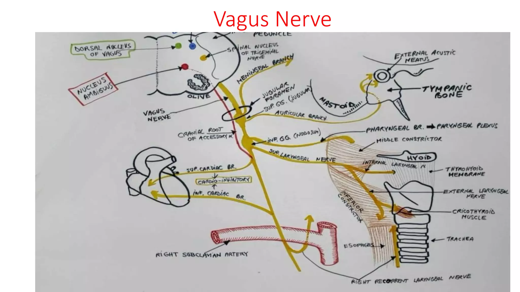 Cranial Nerves IX, X, XI.pptx