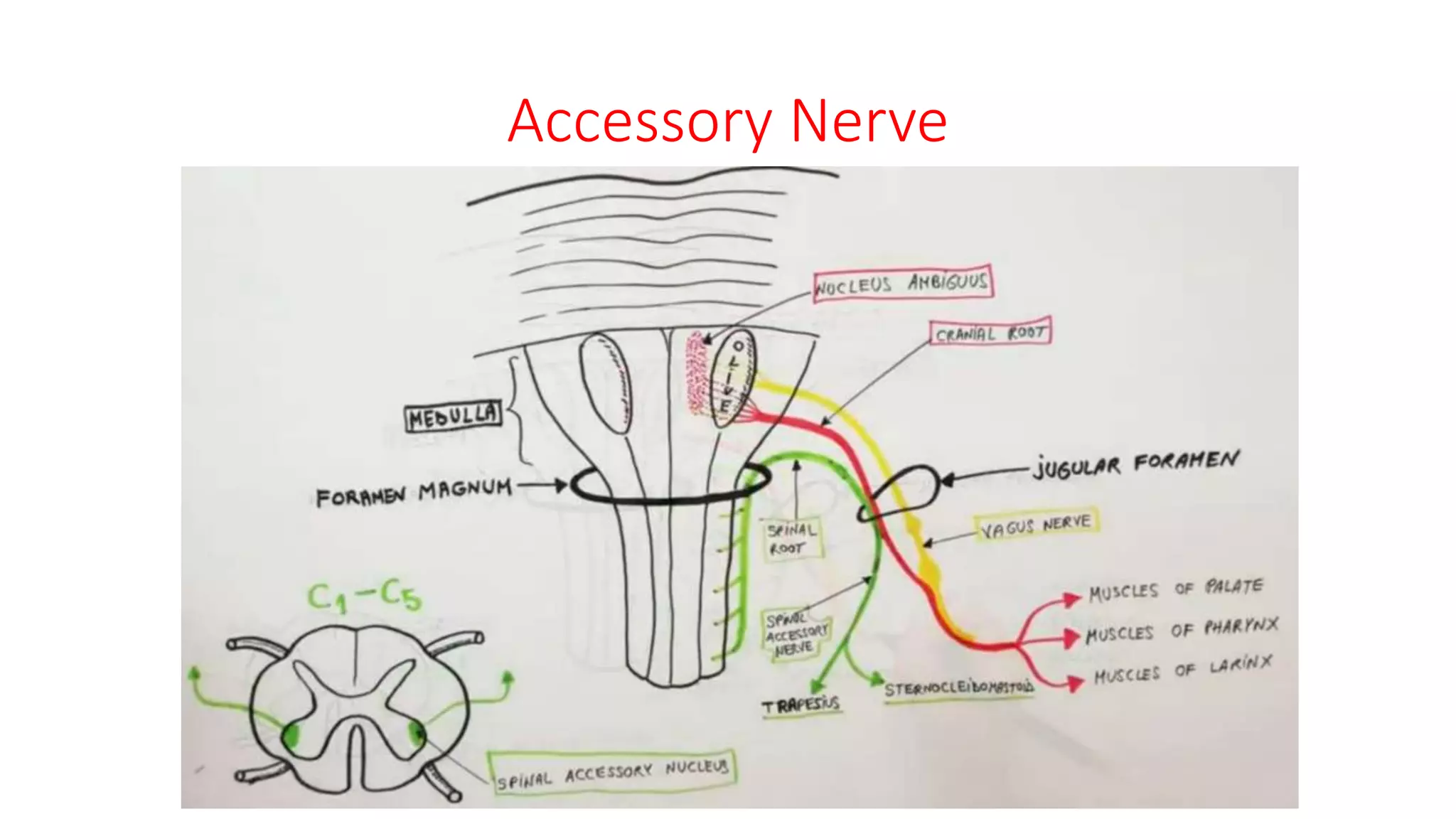 Cranial Nerves IX, X, XI.pptx