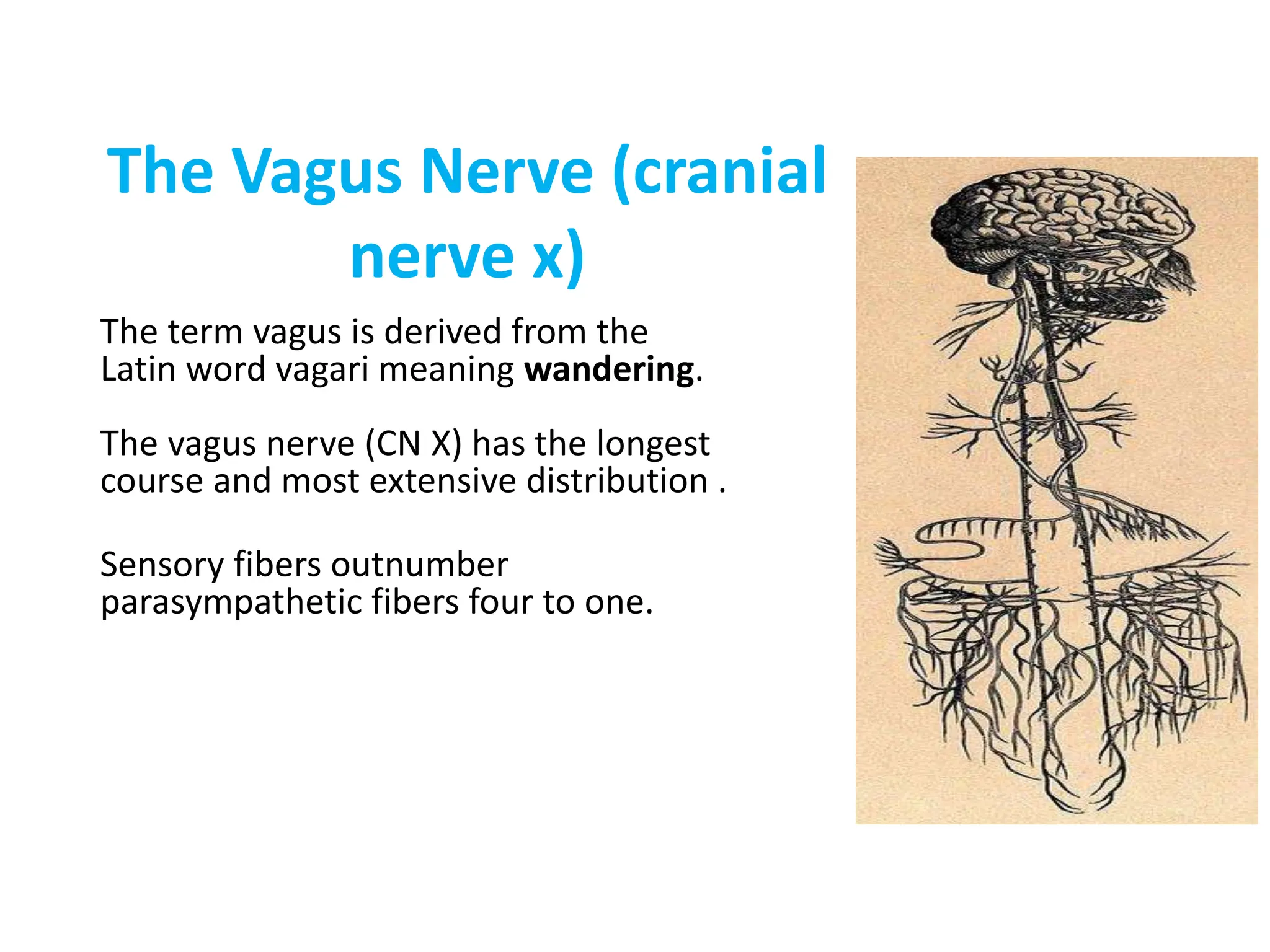 Cranial Nerves IX X XI XII_Dr Muntasir Hasnain_17_10_19 (1).pptx