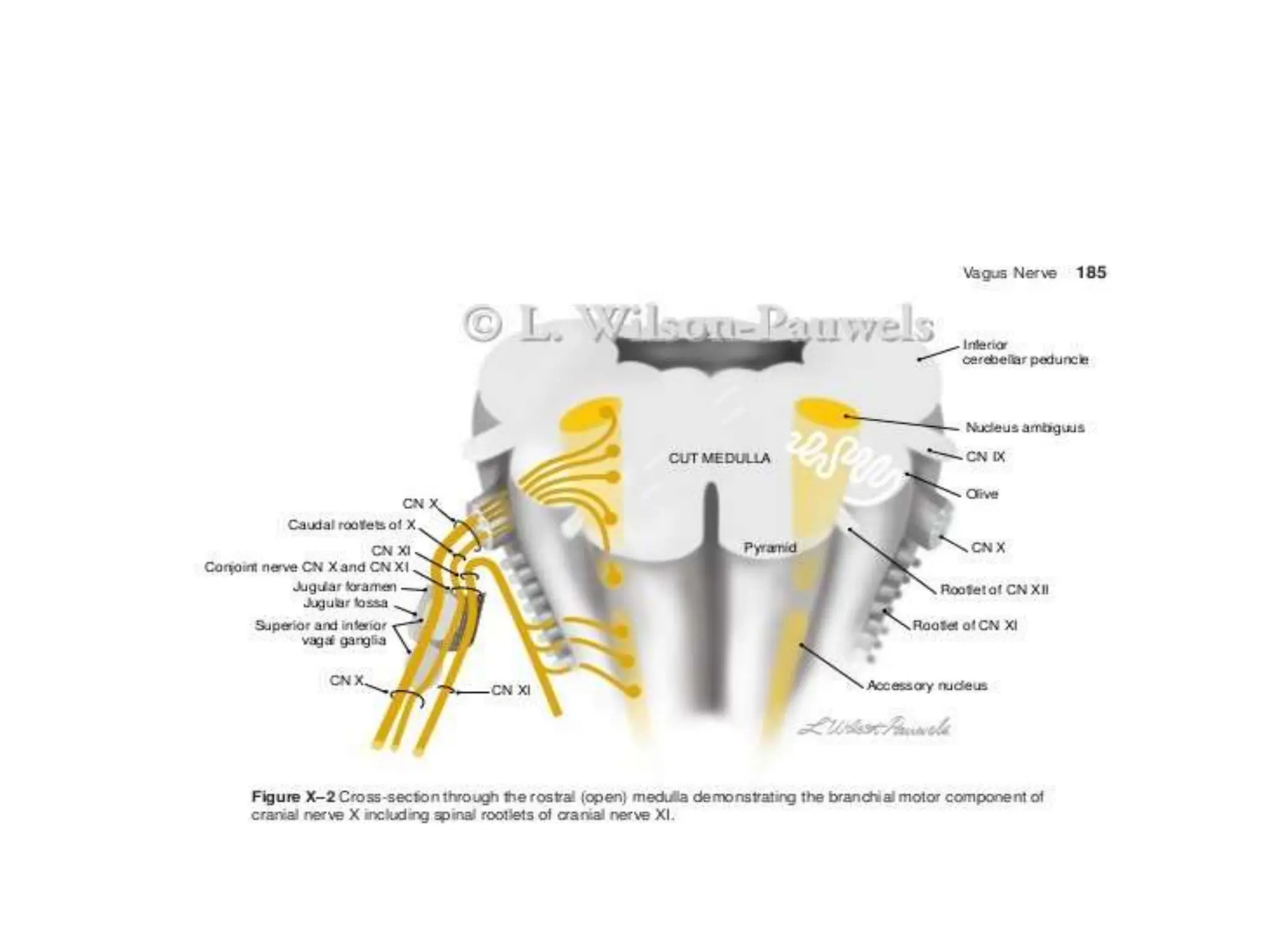 Cranial Nerves IX X XI XII_Dr Muntasir Hasnain_17_10_19 (1).pptx