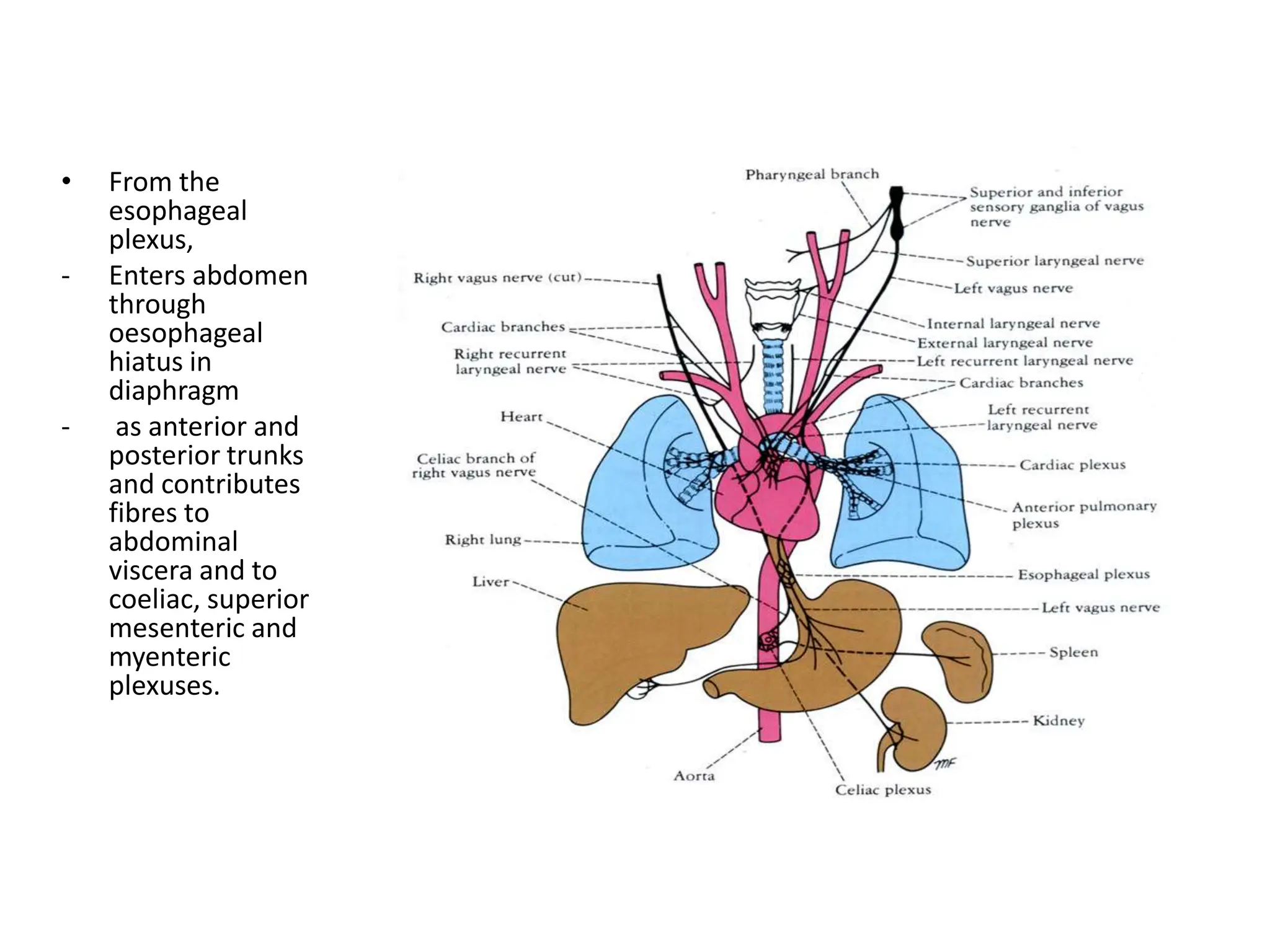 Cranial Nerves IX X XI XII_Dr Muntasir Hasnain_17_10_19 (1).pptx