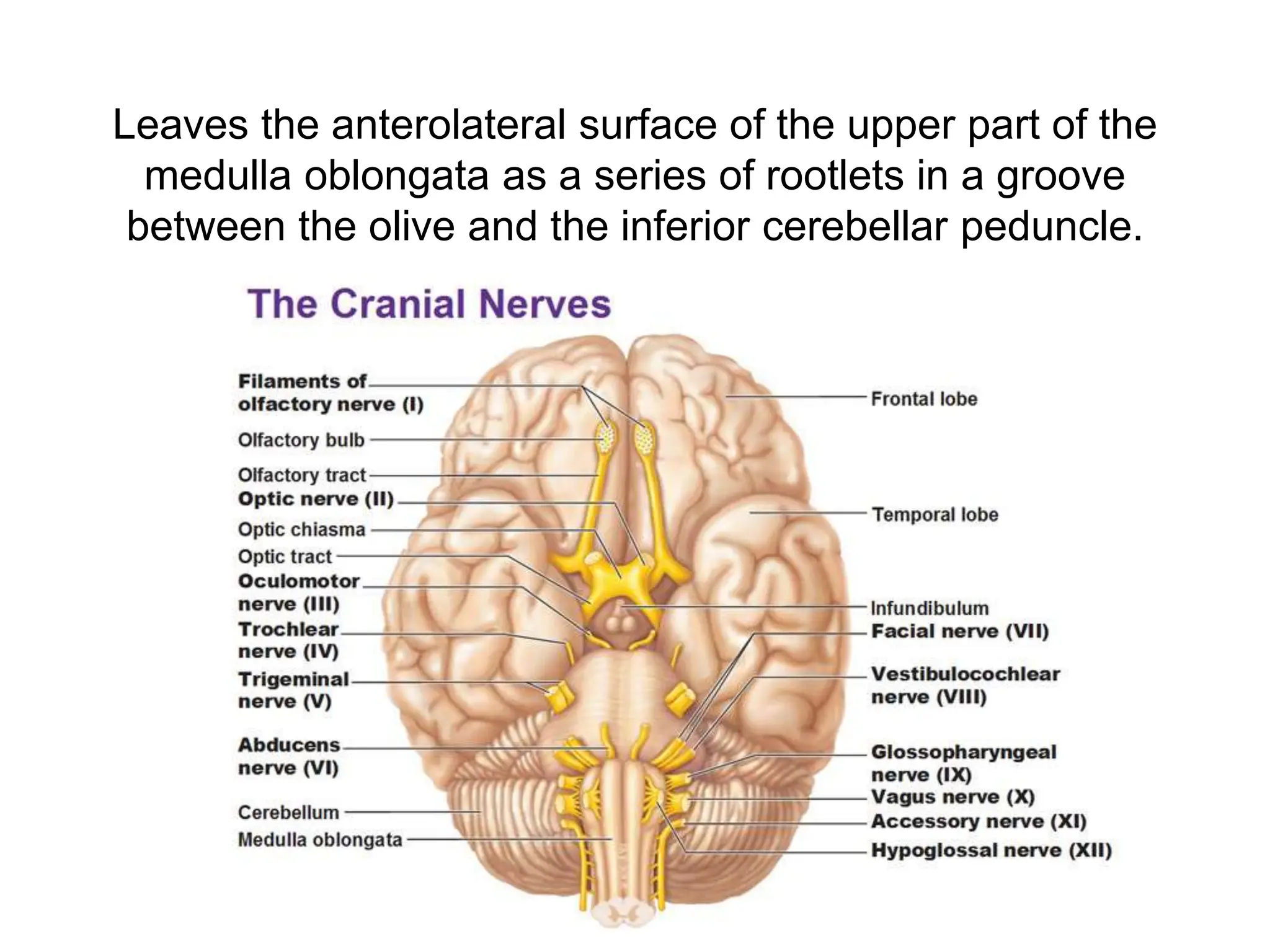 Cranial Nerves IX X XI XII_Dr Muntasir Hasnain_17_10_19 (1).pptx