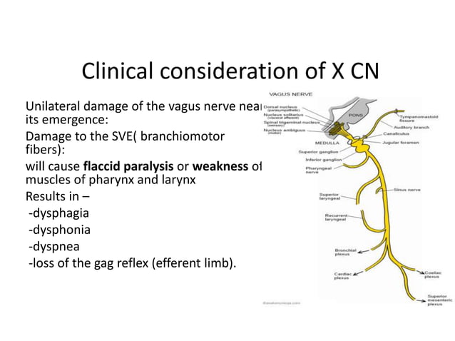 Cranial Nerves IX X XI XII_Dr Muntasir Hasnain_17_10_19 (1).pptx