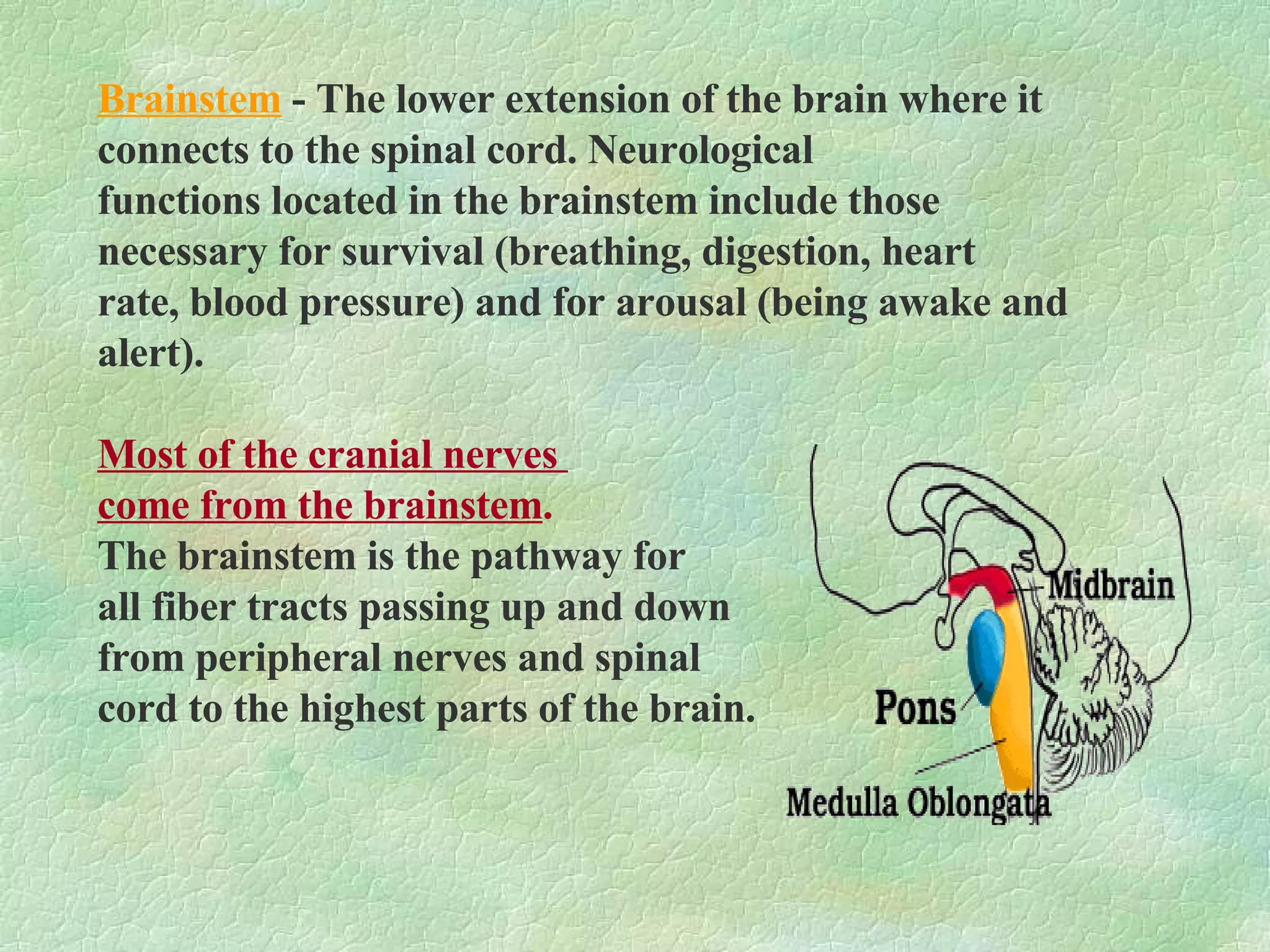 NurseReview.Org - Cranial Nerves Nursing Lecture | PPT