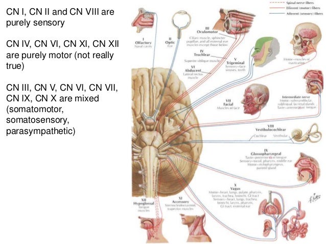 Cranial nerves overview 2013