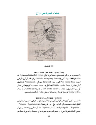 Cranial nerves pashto | PDF