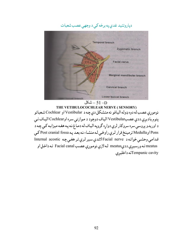 Cranial nerves pashto | PDF