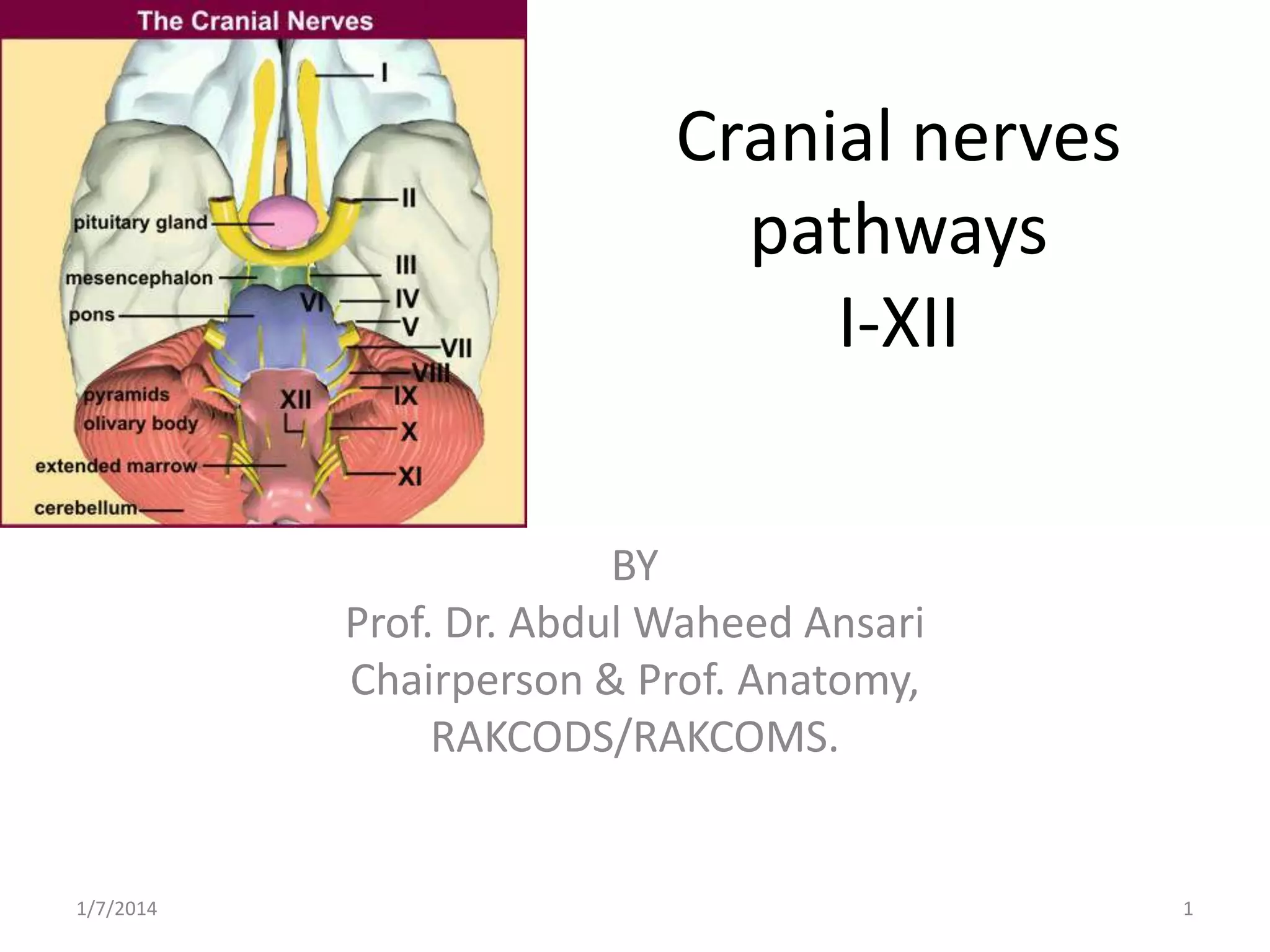 Cranial nerves pathways | PPTX