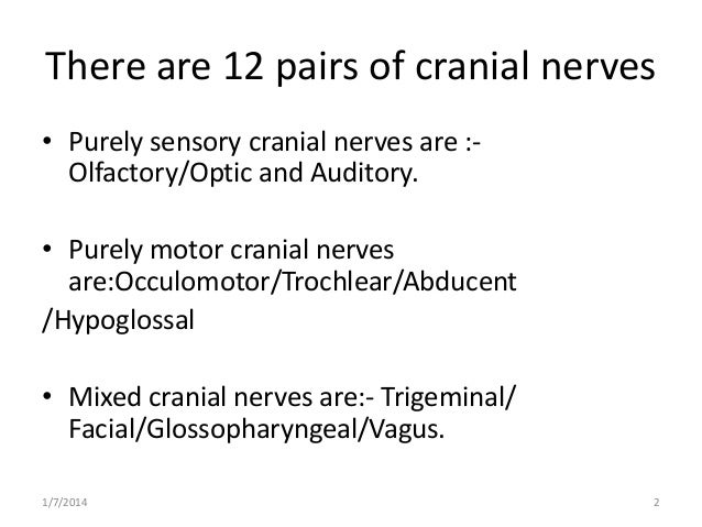 Cranial nerves pathways