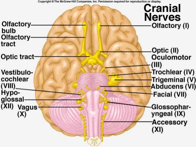 Cranial nerves pathways