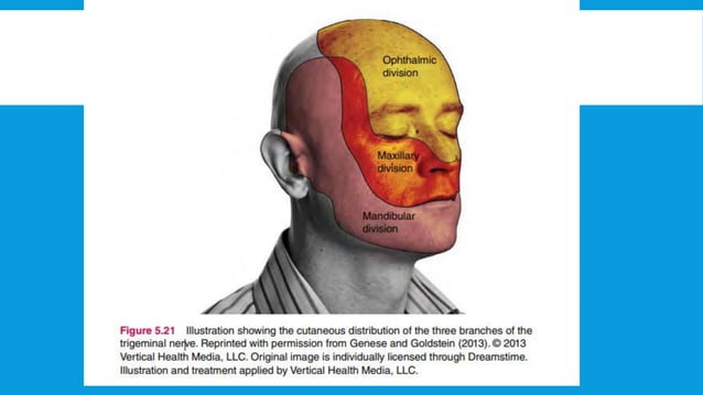 Cranial Nerves | PDF | Death, Injury, or Military Conflict | Sensitive ...