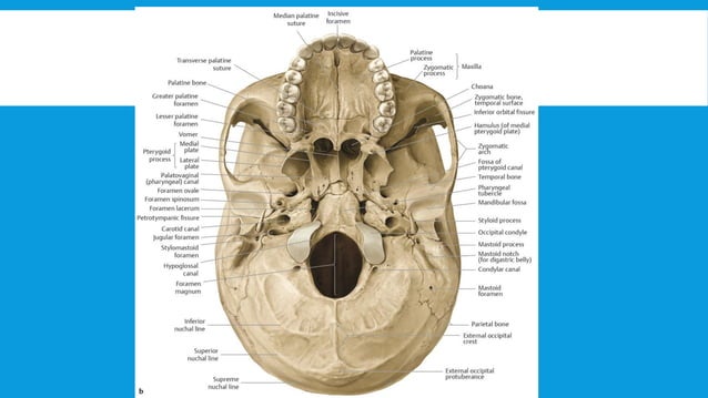 Cranial Nerves | PDF | Death, Injury, or Military Conflict | Sensitive ...