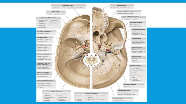 Cranial Nerves | PDF | Death, Injury, or Military Conflict | Sensitive ...