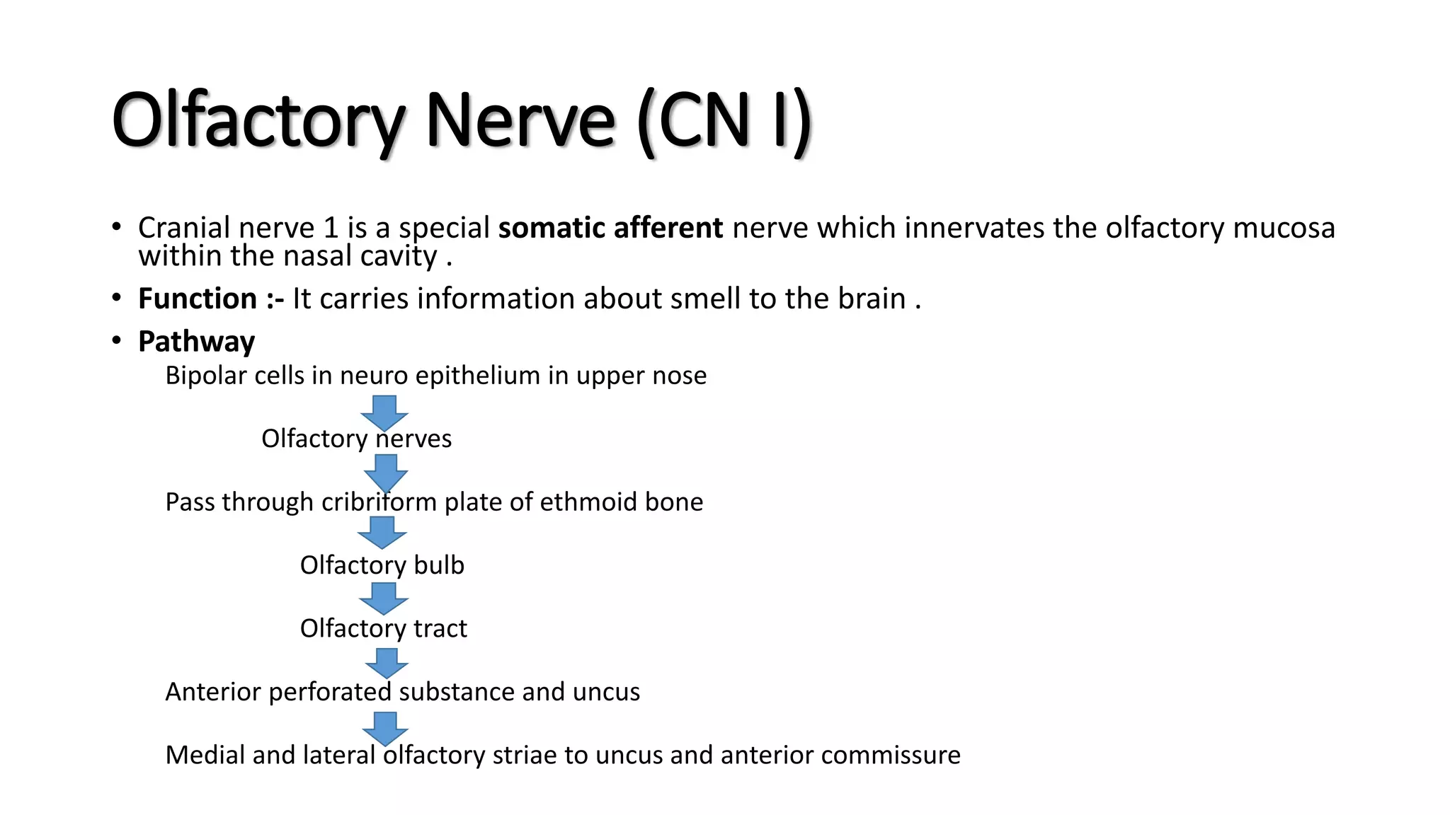 Cranial nerves ppt | PPTX
