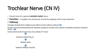 Cranial nerves ppt | PPTX