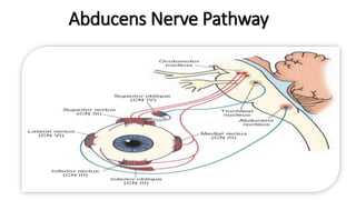 Cranial nerves ppt | PPTX