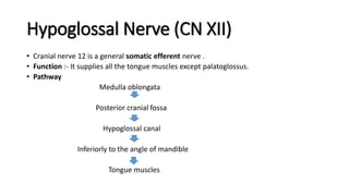 Cranial nerves ppt | PPTX