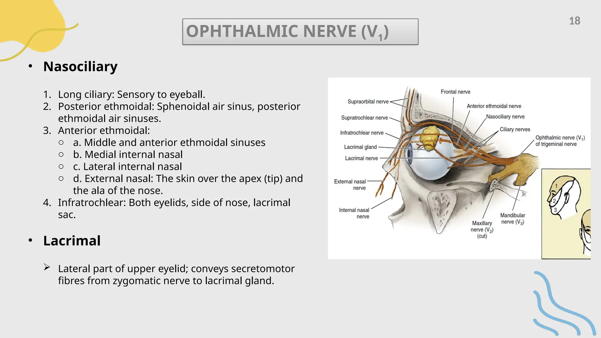 powerpoint presentation on cranial nerves | PPTX