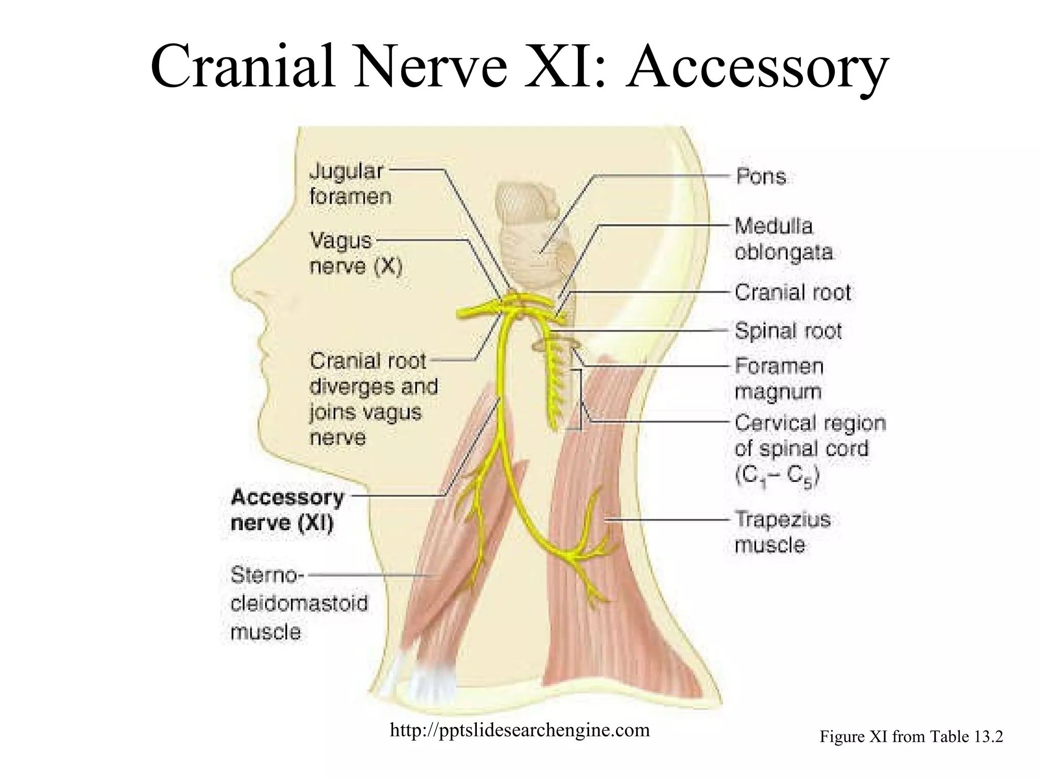 Cranial nerves pptslidesearchengine | PPT