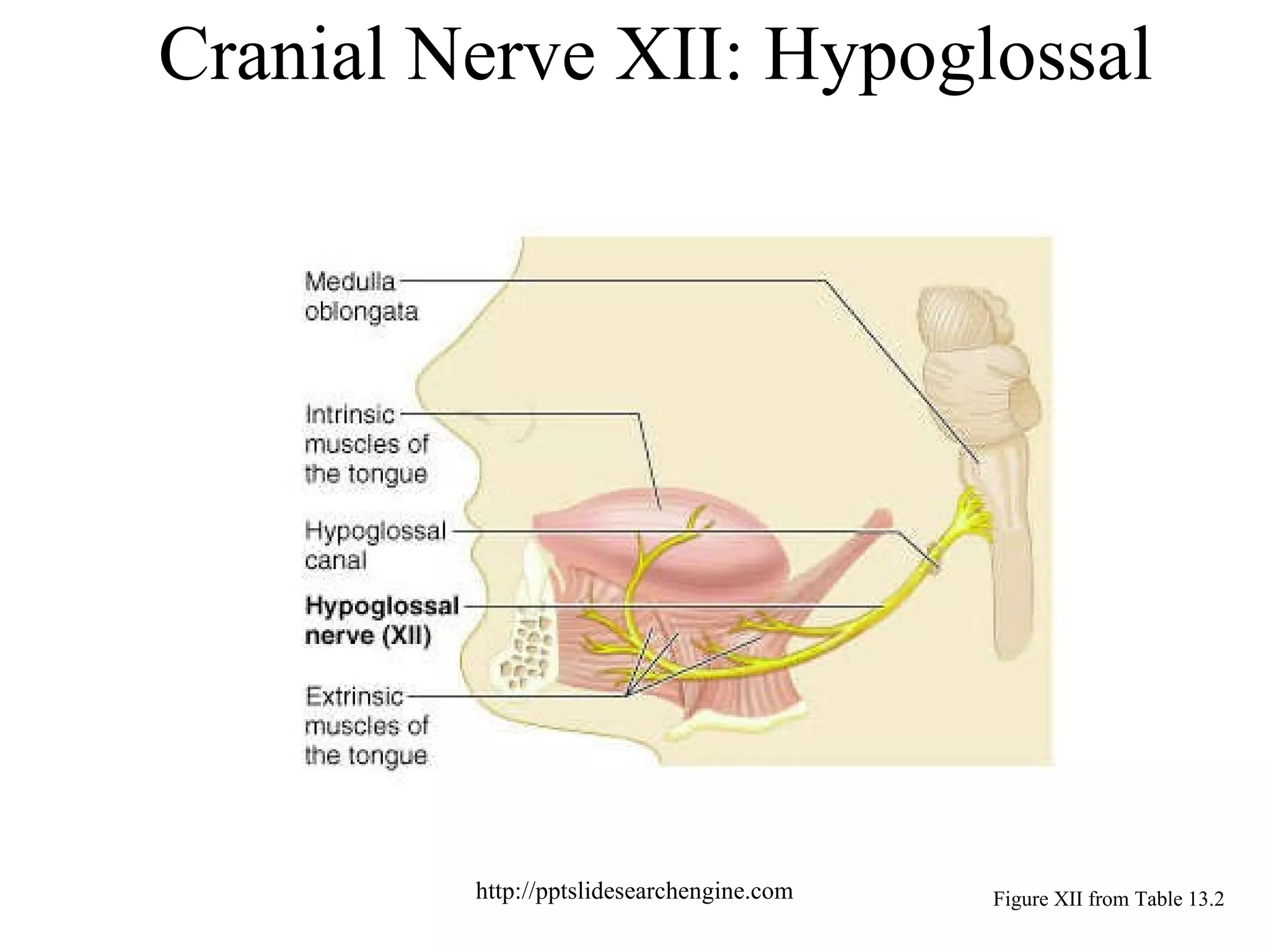 Cranial nerves pptslidesearchengine | PPT