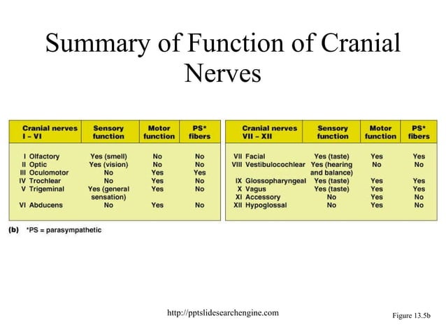 Cranial nerves pptslidesearchengine | PPT