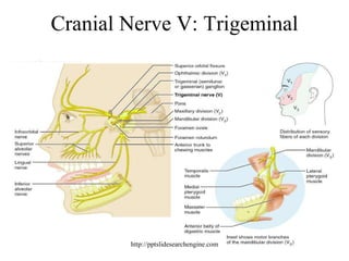Cranial nerves pptslidesearchengine | PPT