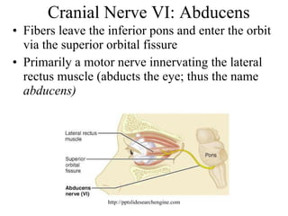Cranial nerves pptslidesearchengine | PPT