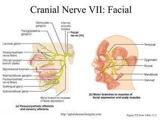 Cranial nerves pptslidesearchengine | PPT