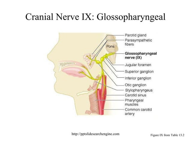 Cranial nerves pptslidesearchengine | PPT