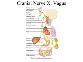 Cranial nerves pptslidesearchengine | PPT