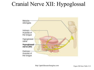 Cranial nerves pptslidesearchengine | PPT
