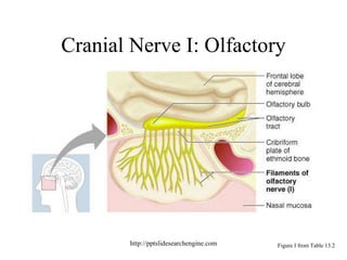 Cranial nerves pptslidesearchengine | PPT
