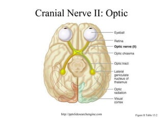 Cranial nerves pptslidesearchengine | PPT